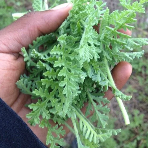 Bush Medicine — Everything Bahamian