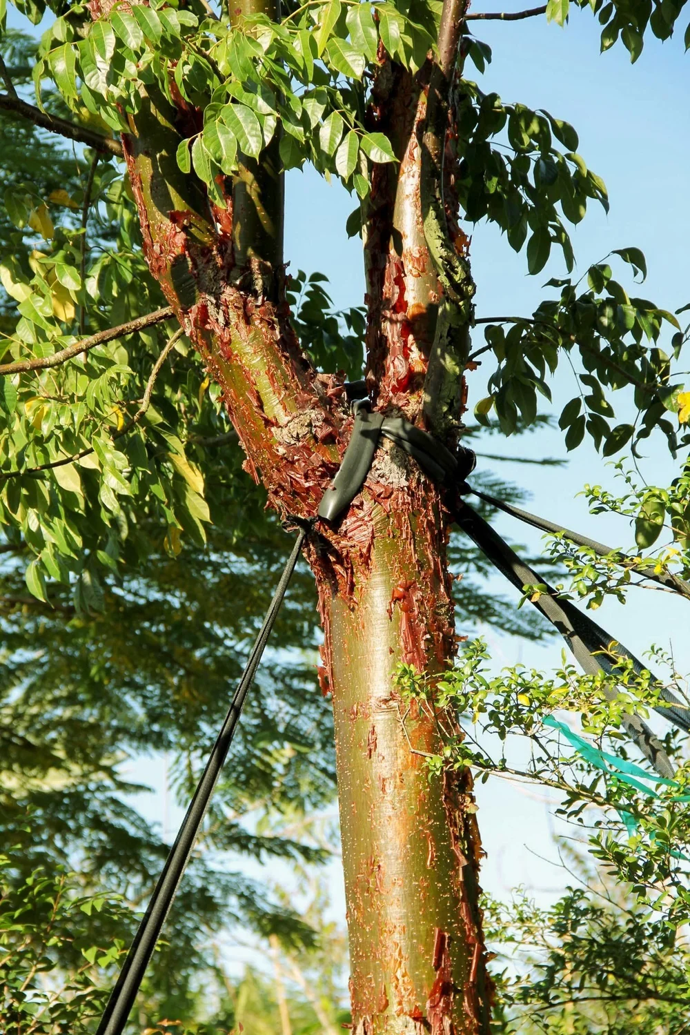 Bush Medicine — Everything Bahamian