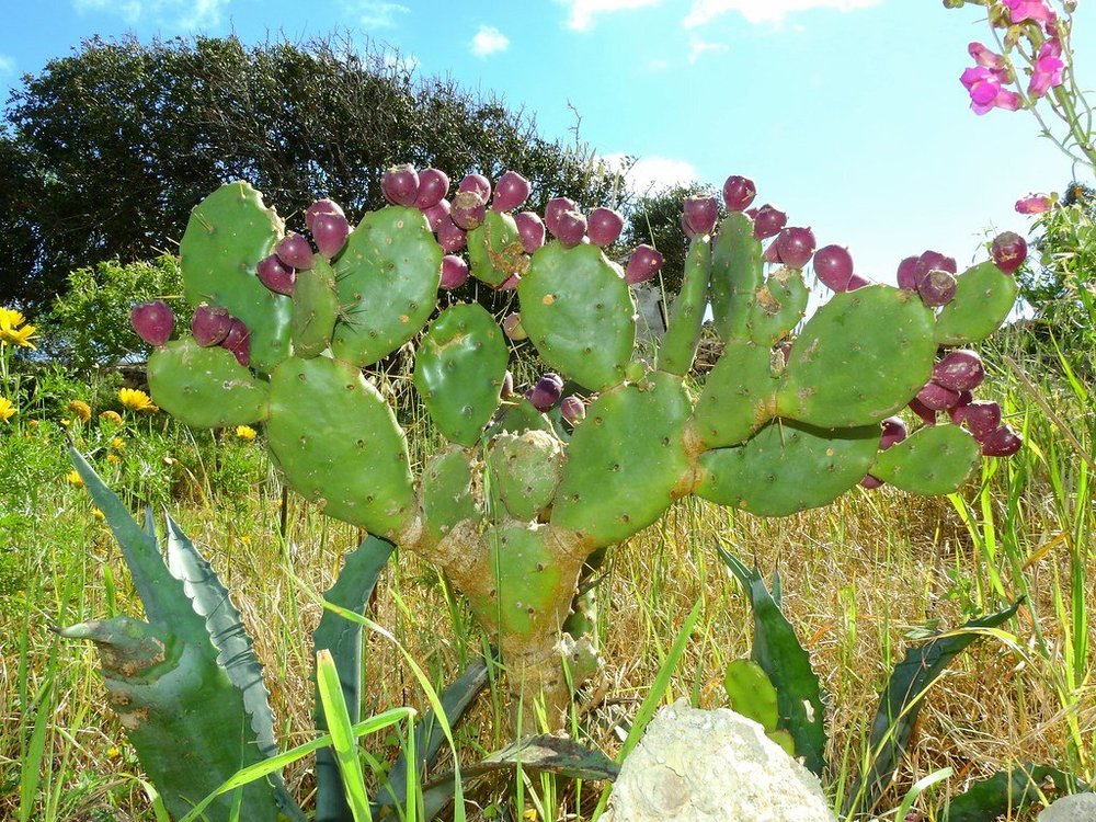 Bush Medicine — Everything Bahamian