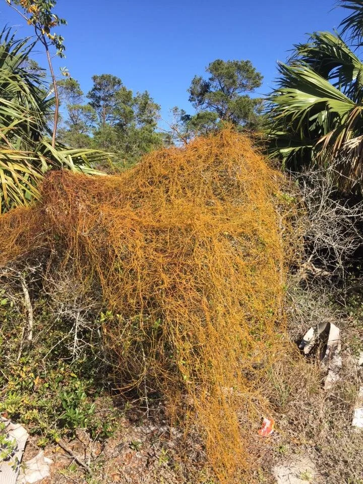 Bush Medicine — Everything Bahamian