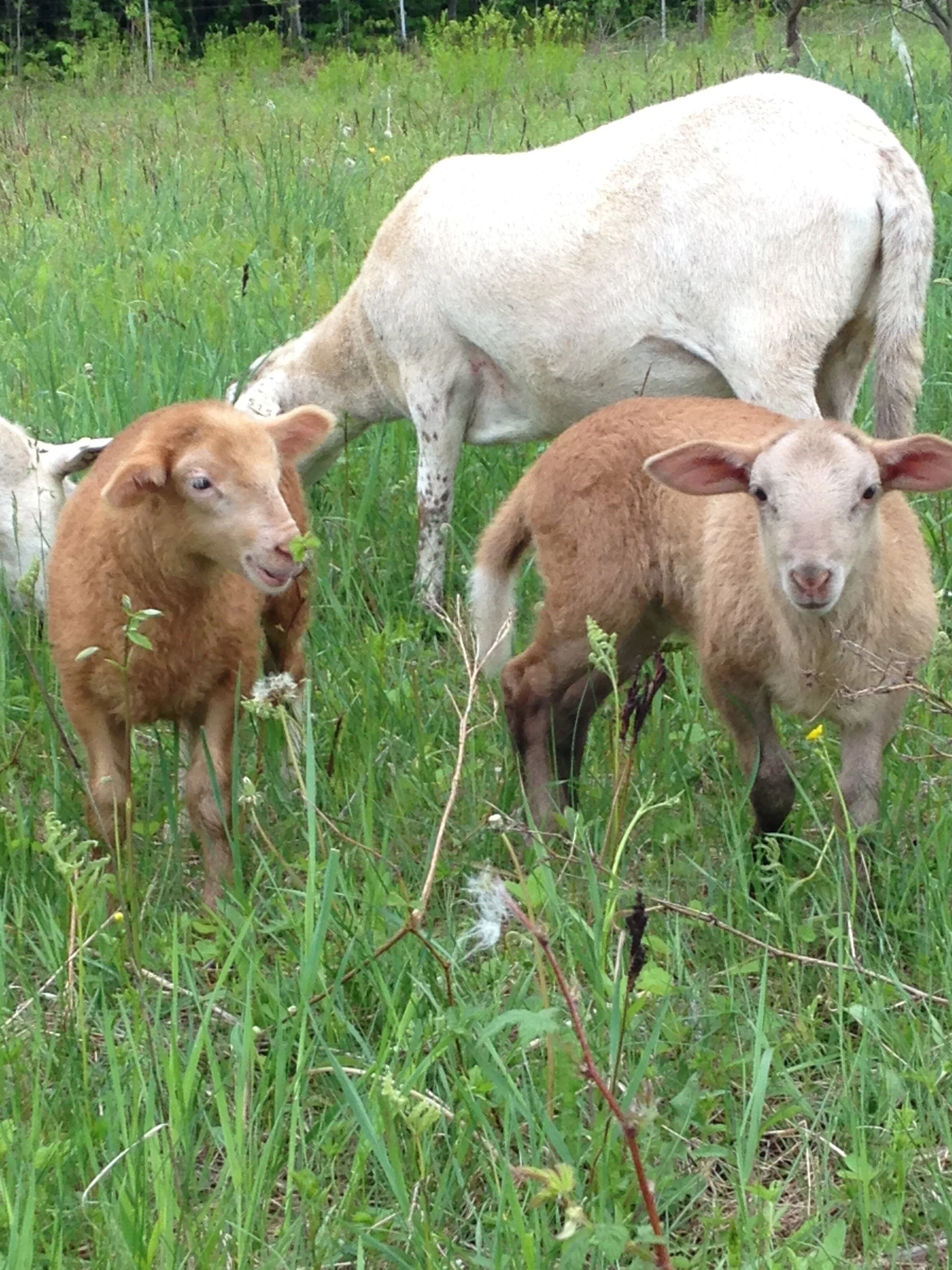 Sheep — Hermit Creek Farm