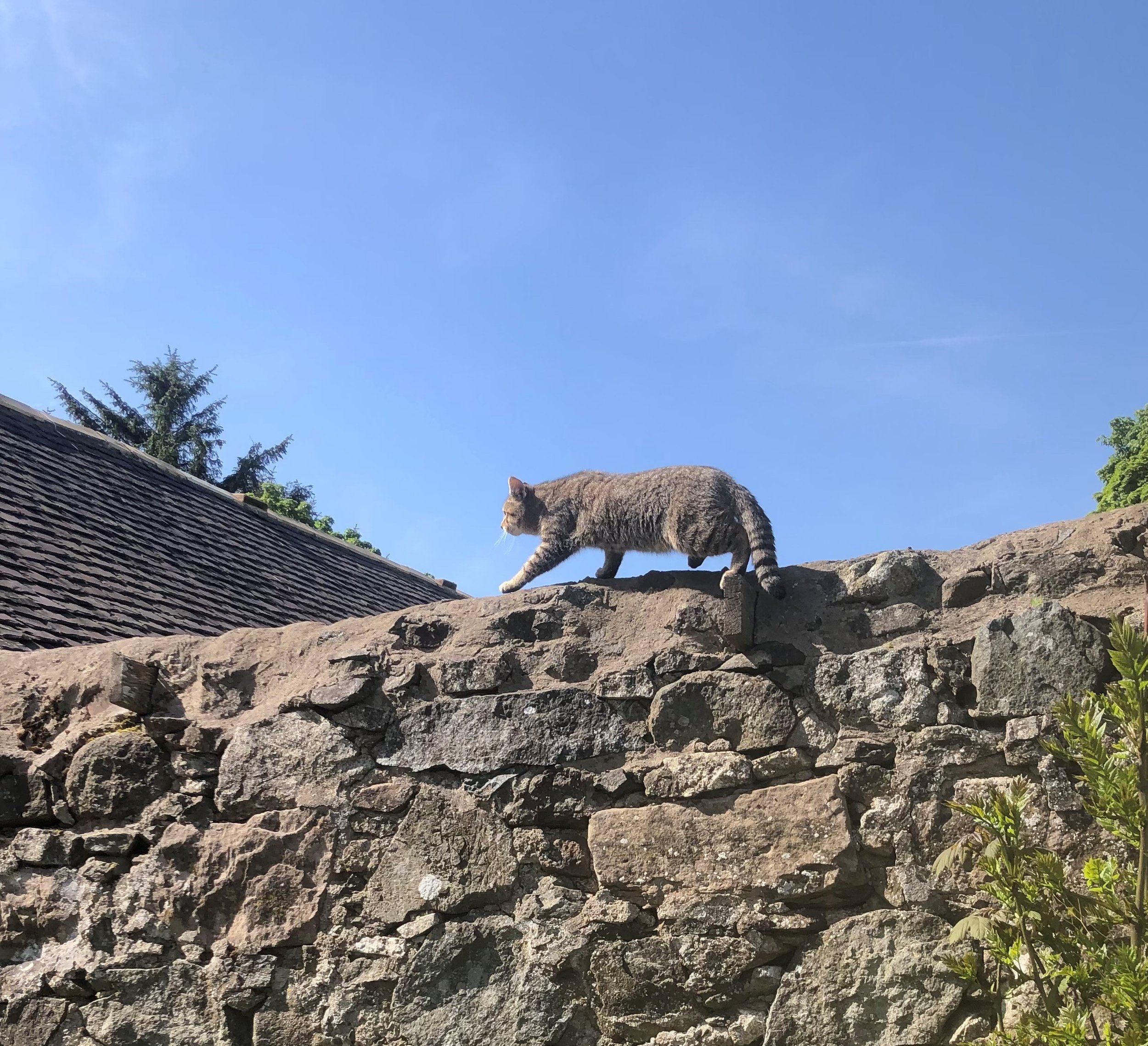 Scottish Wildcat — Wildcat Haven