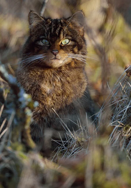 Wildcat Haven - Saving Scottish Wildcats