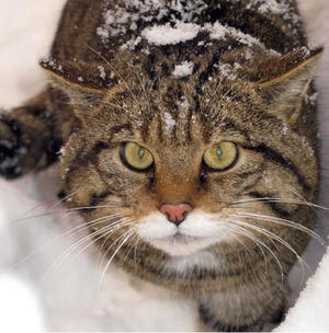 Wildcat Haven - Saving Scottish Wildcats