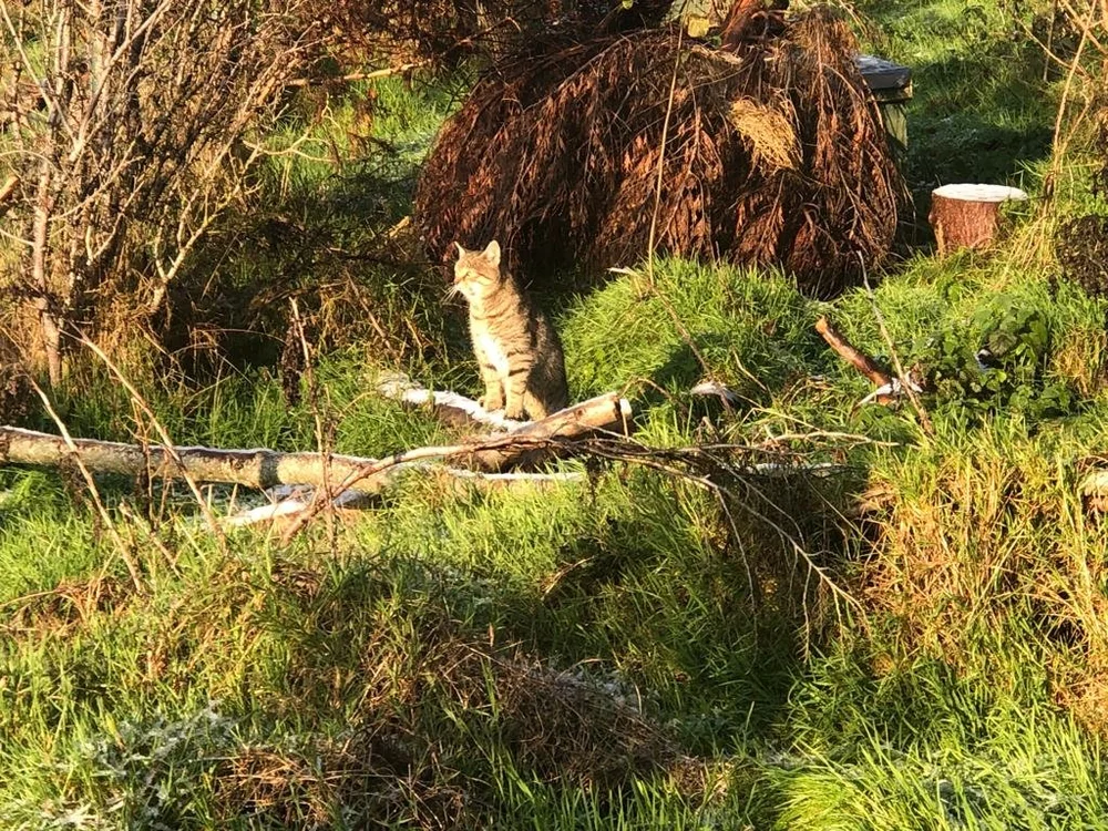 Adoption Packs — Wildcat Haven