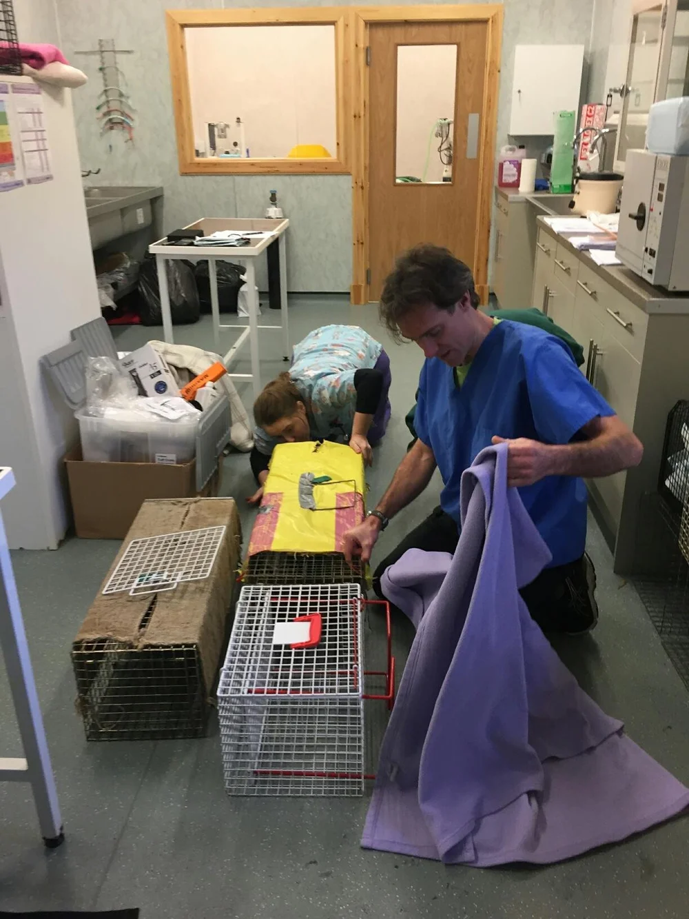 Method to Save the Scottish Wildcat — Wildcat Haven