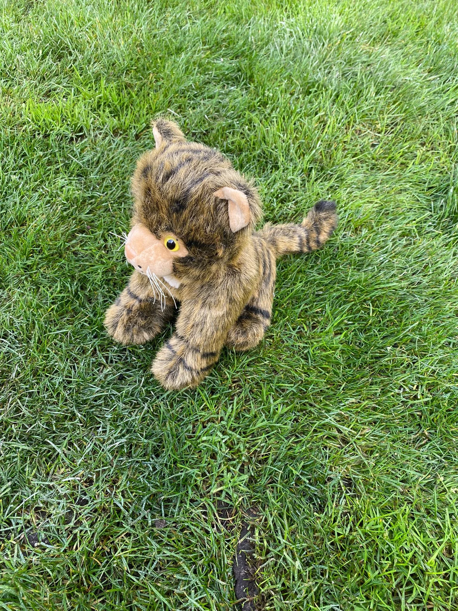 Scottish Wildcat Soft Toy — Wildcat Haven