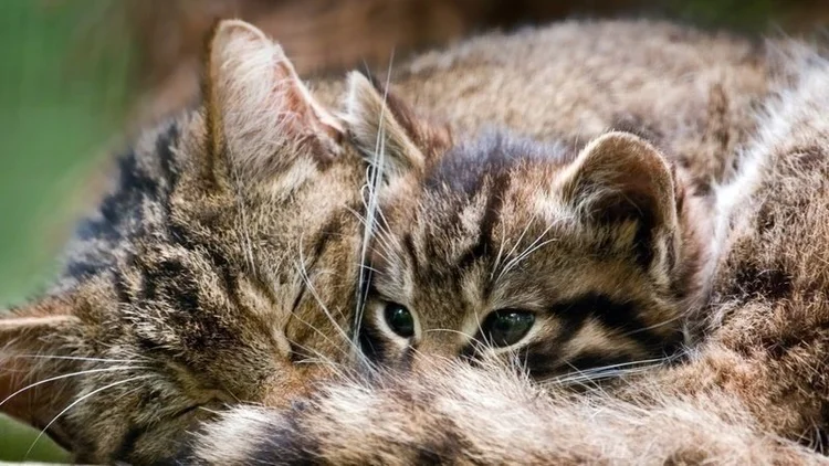 Wildcat Haven - Saving Scottish Wildcats