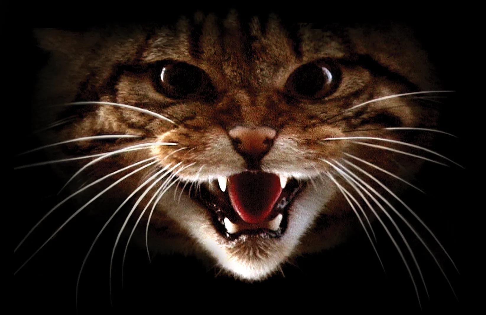 Meet the Rarest Cat in the World — Wildcat Haven