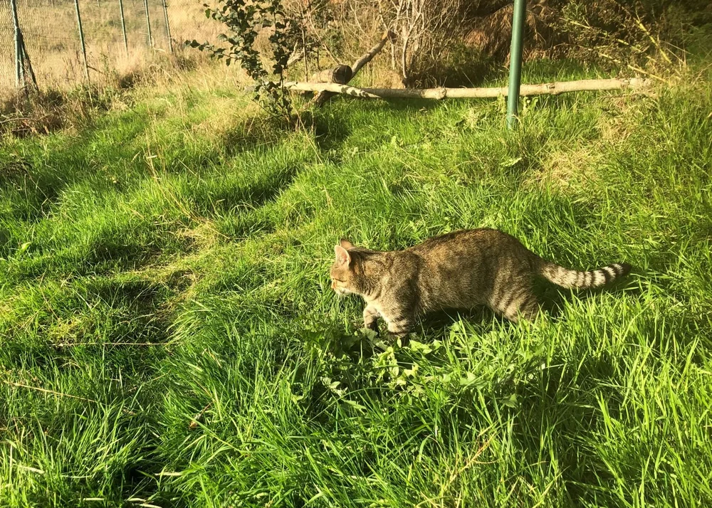 Adoption Packs — Wildcat Haven