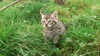 Wildcat Haven - Saving Scottish Wildcats