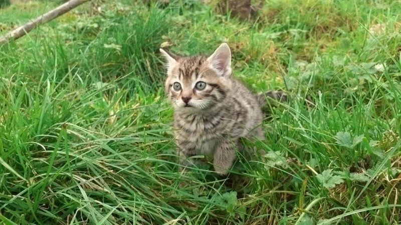 Wildcat Haven - Saving Scottish Wildcats