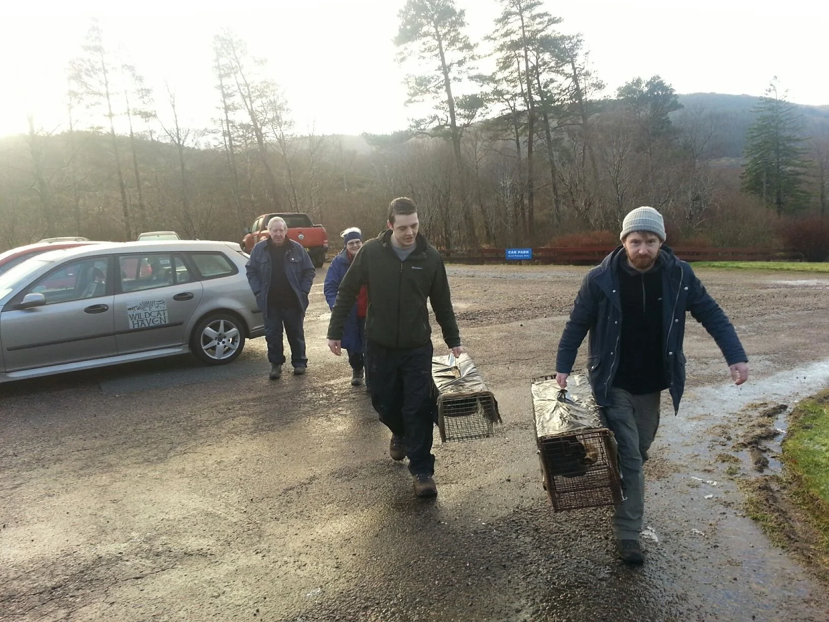 How We Help the Scottish Wildcat — Wildcat Haven