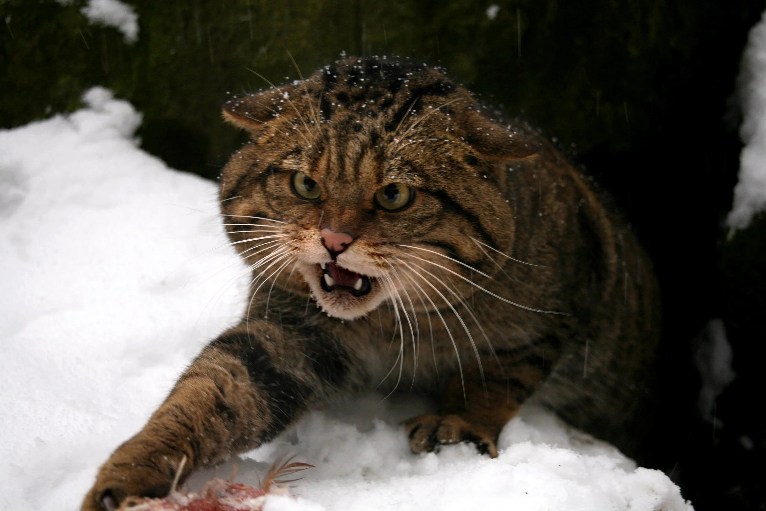 CLASHINDARROCH UPDATE- TIME TO FIGHT EVEN HARDER — Wildcat Haven