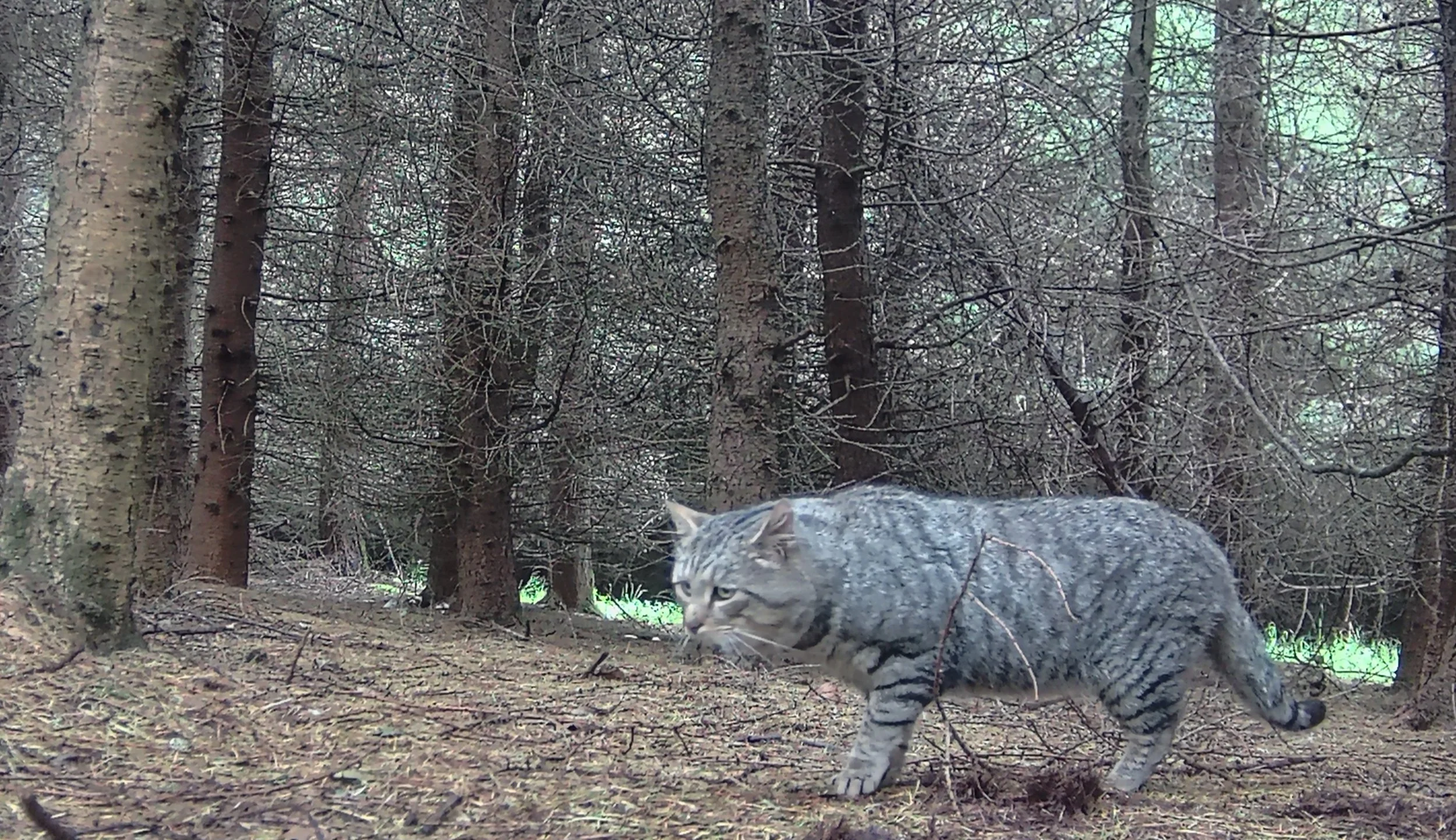 FATHER'S DAY GIFT- ADOPT A SCOTTISH WILDCAT — Wildcat Haven