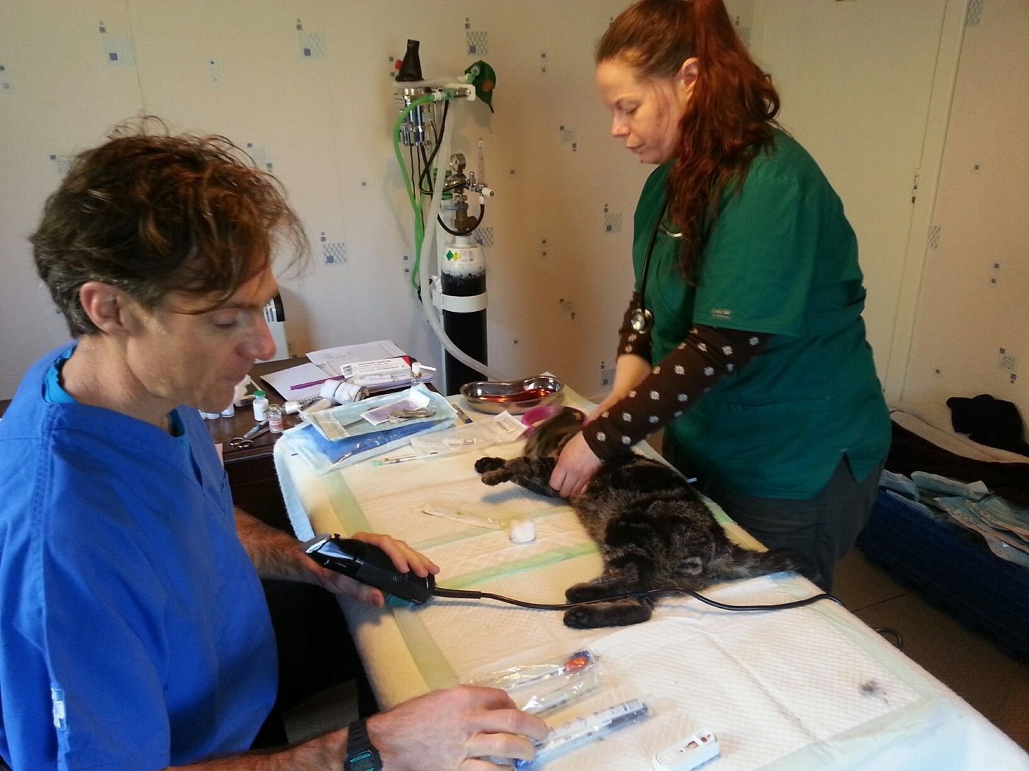 How We Help the Scottish Wildcat — Wildcat Haven