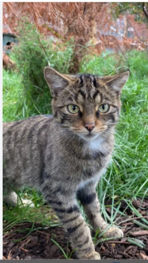 Scottish Wildcat — Wildcat Haven