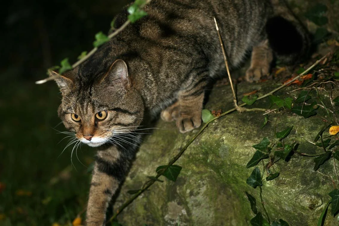 Meet the Rarest Cat in the World — Wildcat Haven
