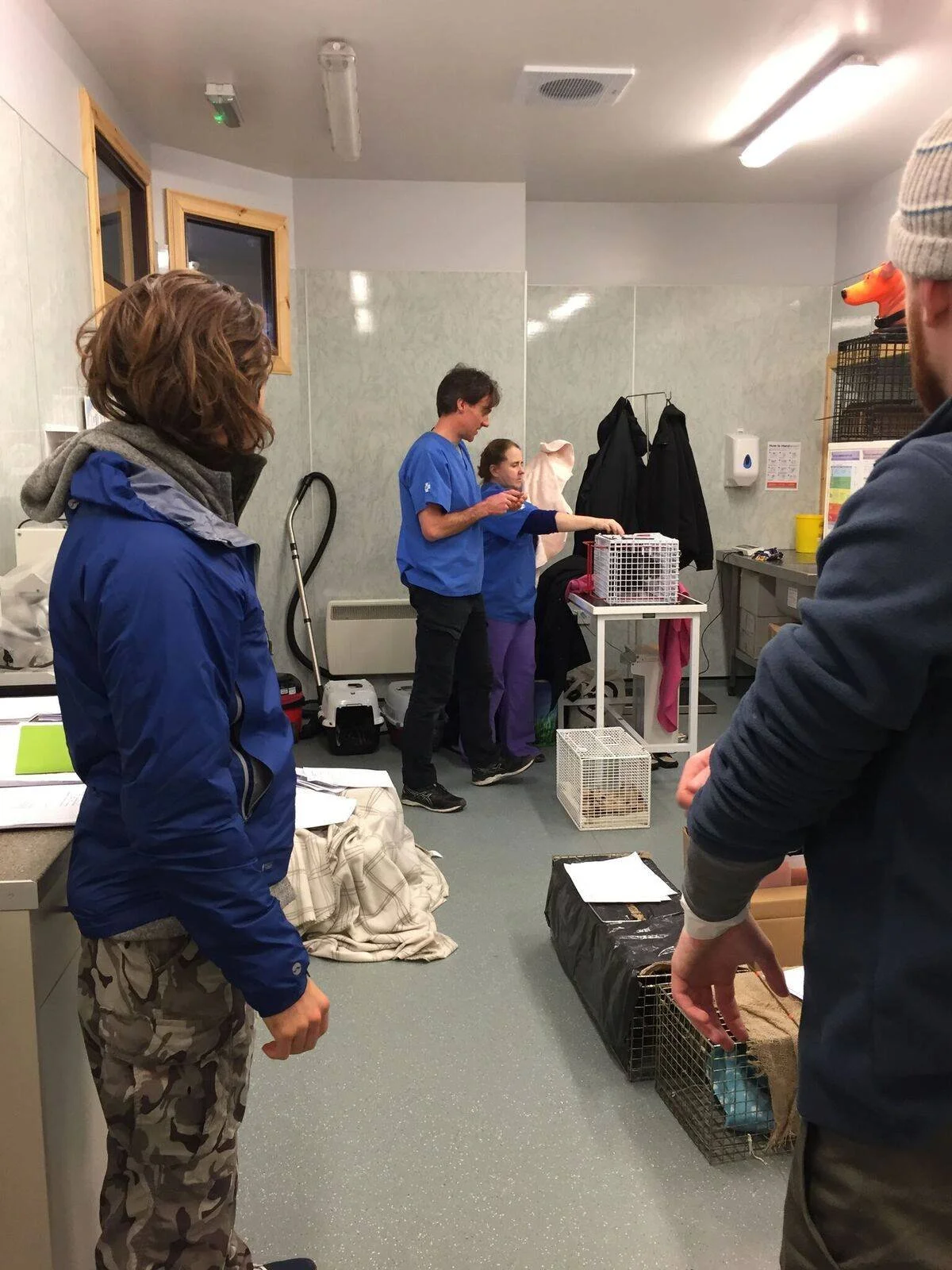 Method to Save the Scottish Wildcat — Wildcat Haven