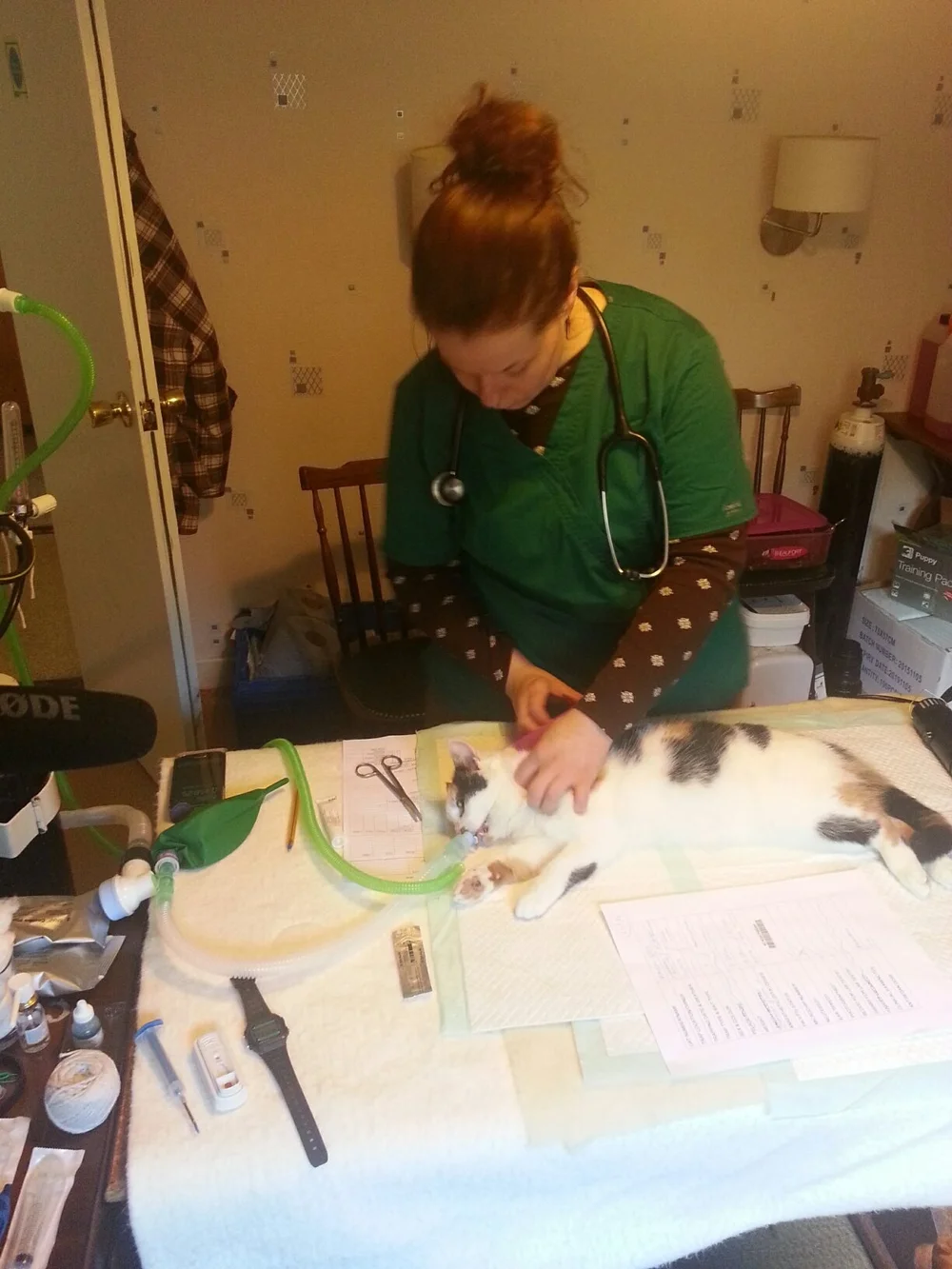 Method to Save the Scottish Wildcat — Wildcat Haven