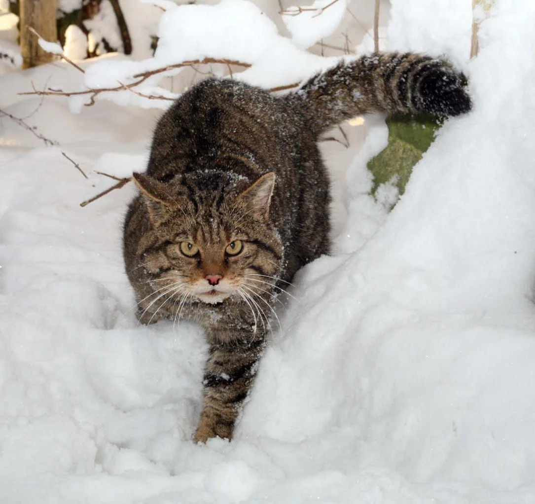 Meet the Rarest Cat in the World — Wildcat Haven