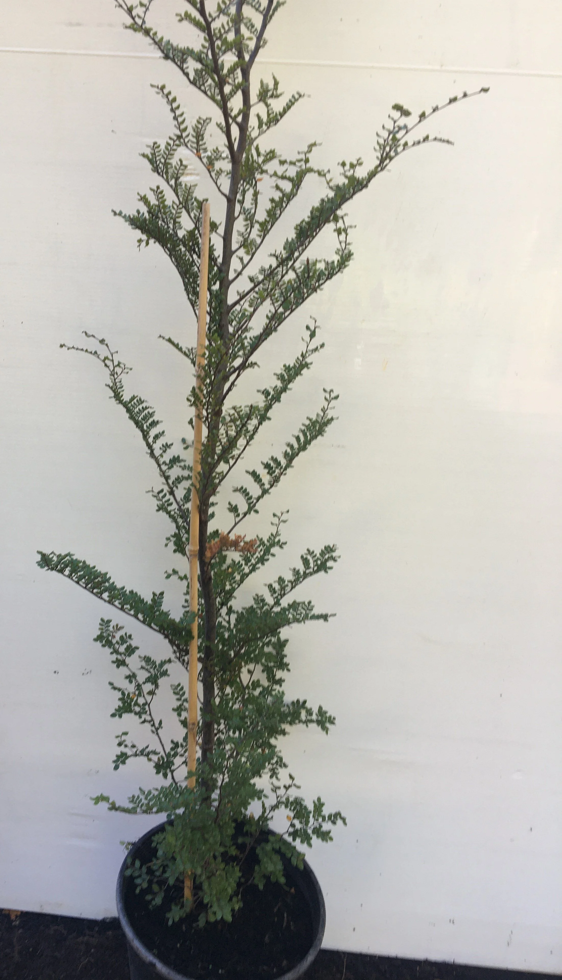 Native Trees Christchurch | Native Plants Canterbury, NZ | plantz.co.nz