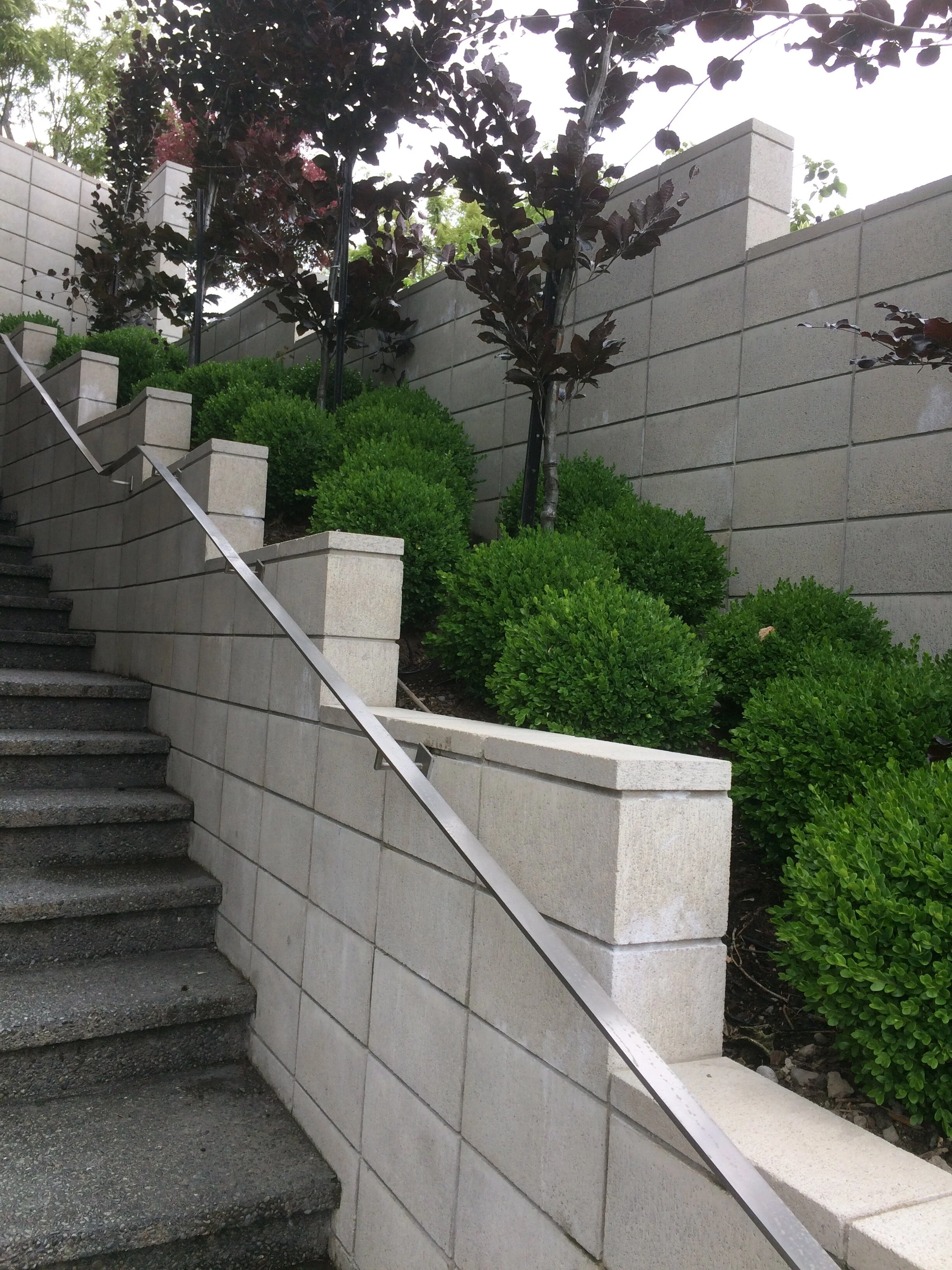 Standard Buxus Semperivens Topiary | plantz.co.nz