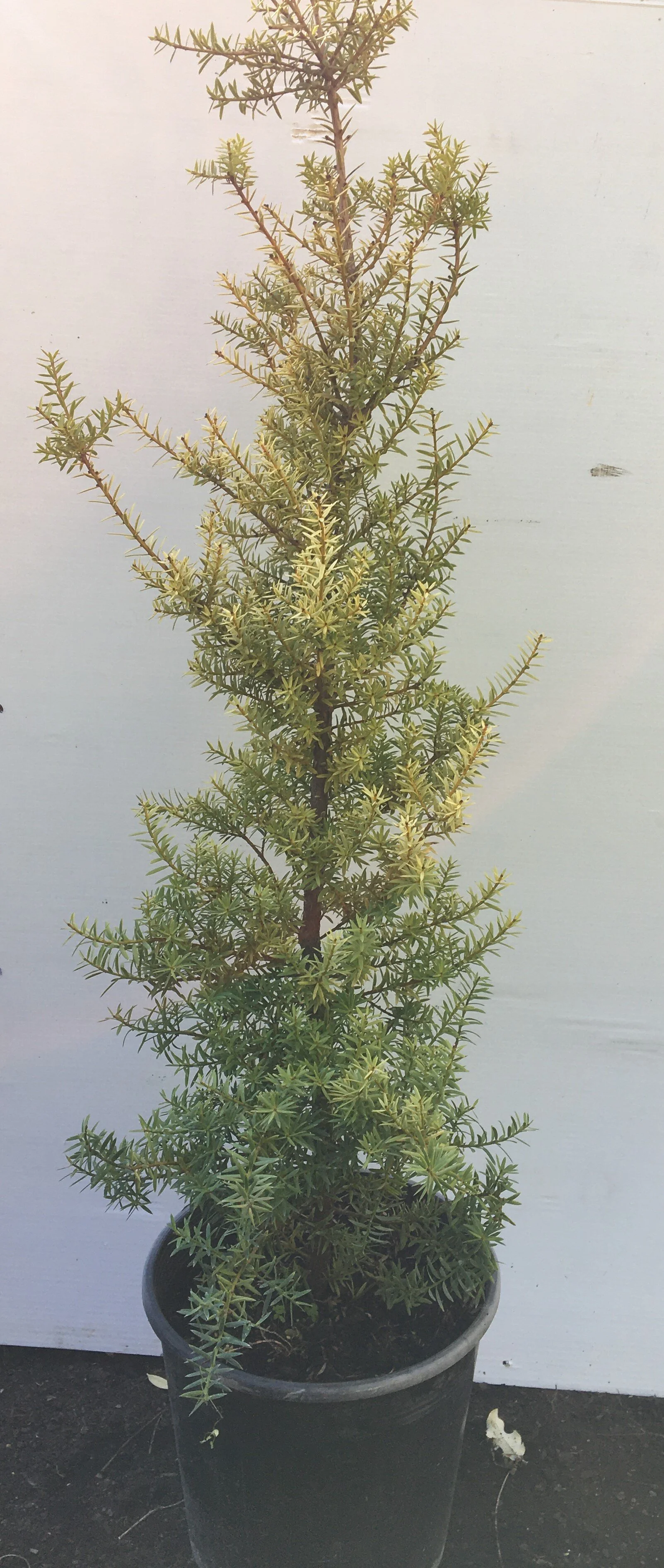 Phormium cookianum 'Emerald Green' Dwarf Mountain Flax | plantz.co.nz