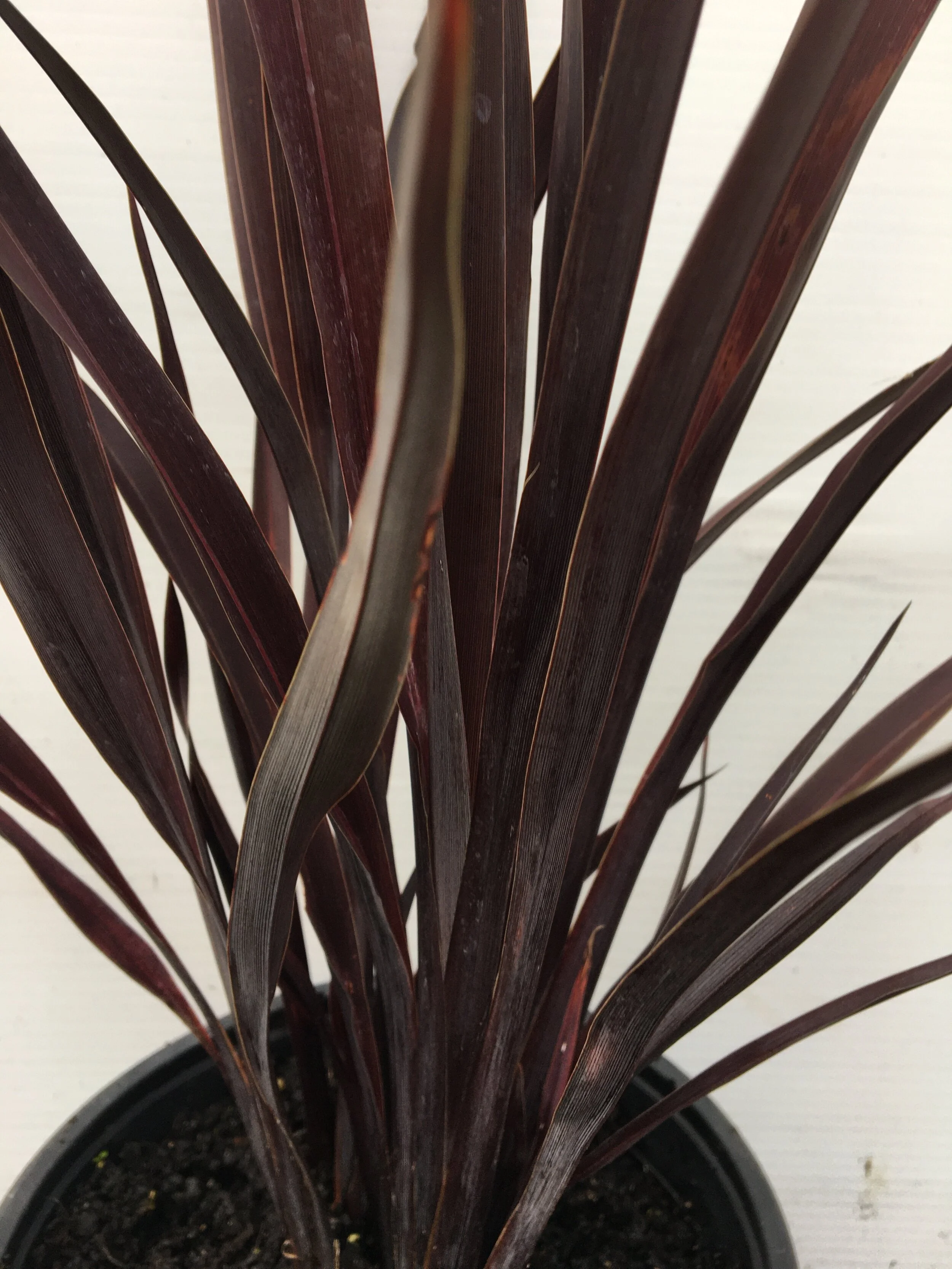 Phormium cookianum 'Emerald Green' Dwarf Mountain Flax — plants.co.nz
