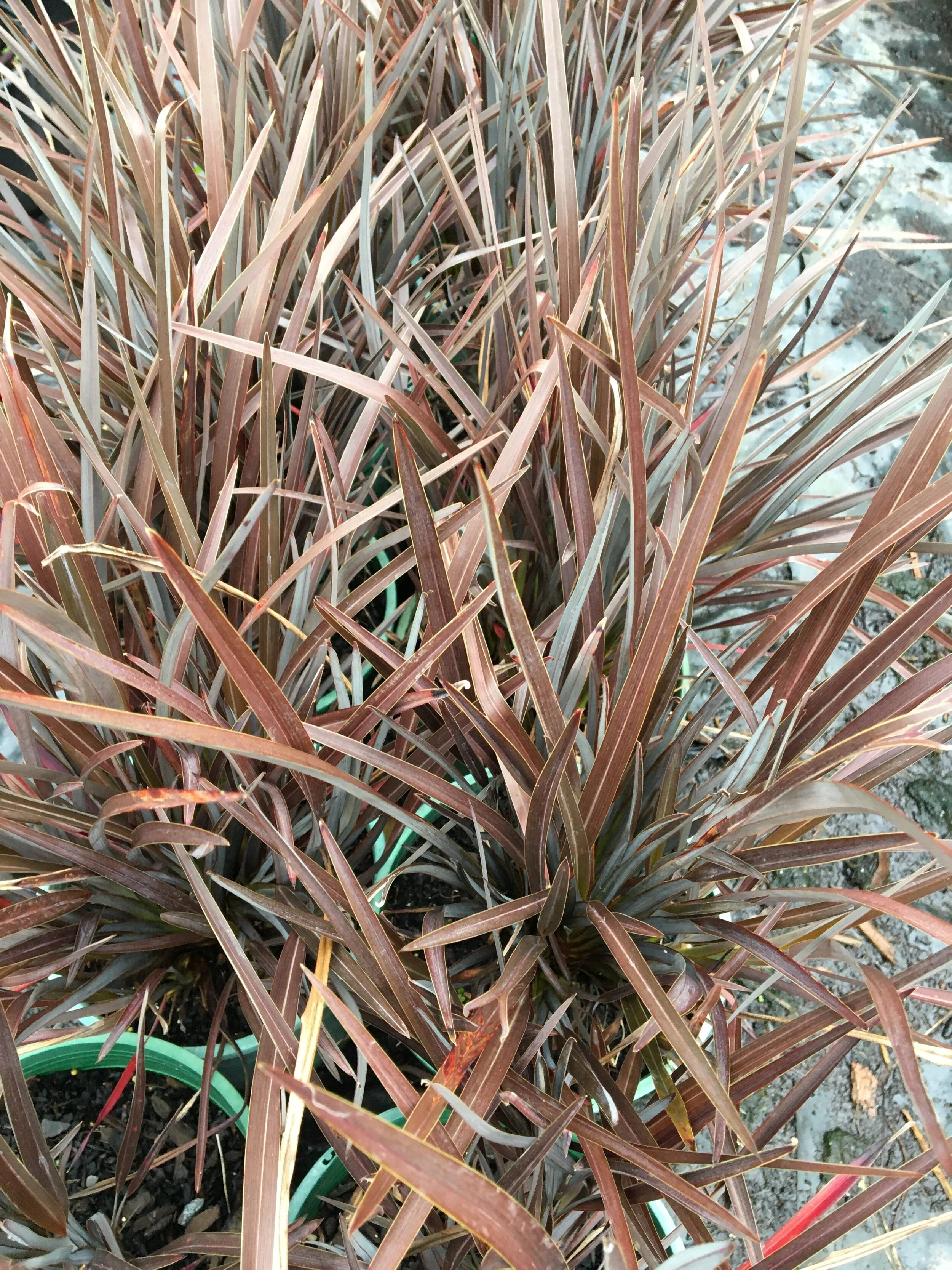 Phormium cookianum 'Emerald Green' Dwarf Mountain Flax | plantz.co.nz