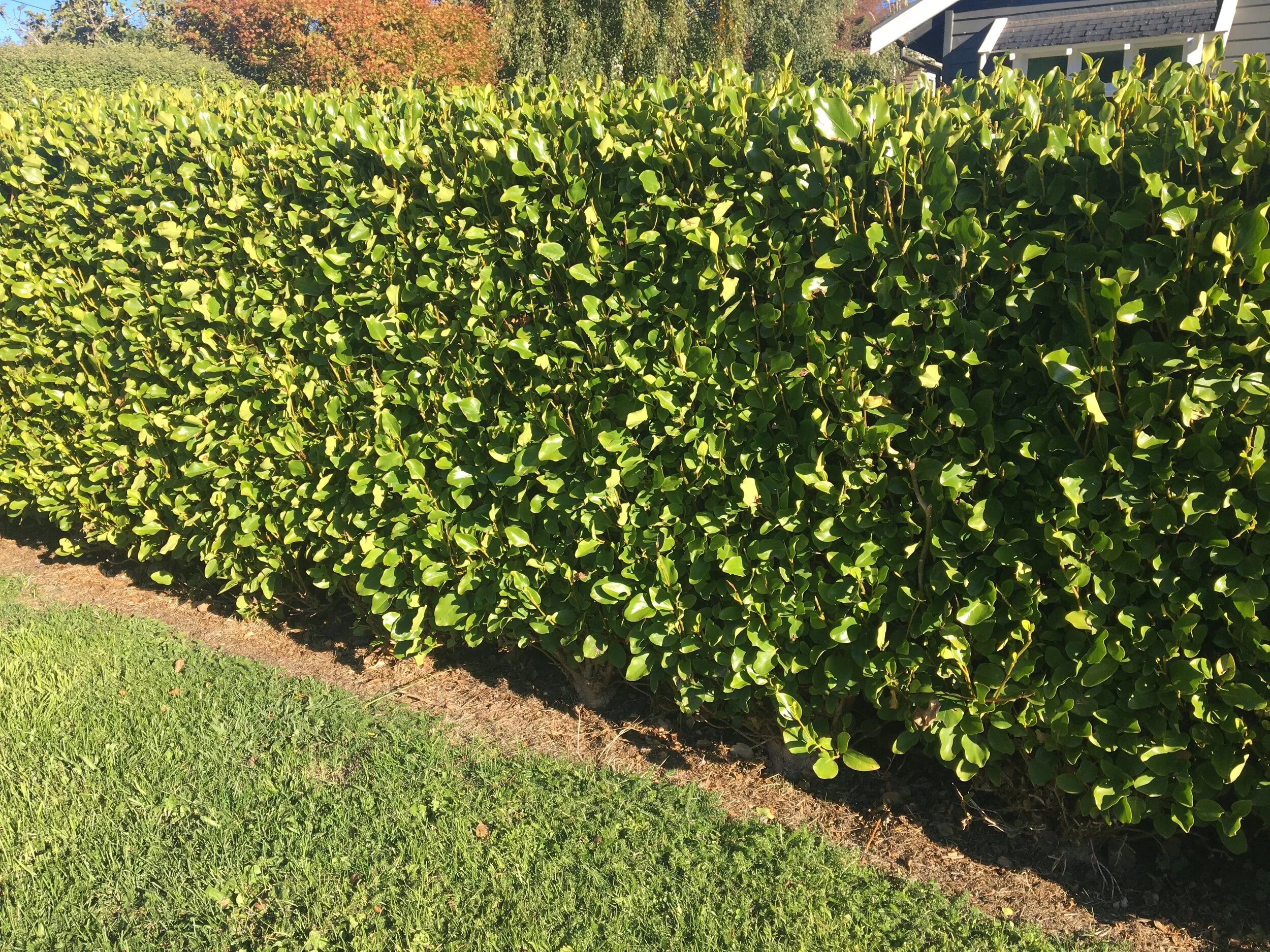 Plant Nursery Christchurch | Wholesale Plants NZ Wide