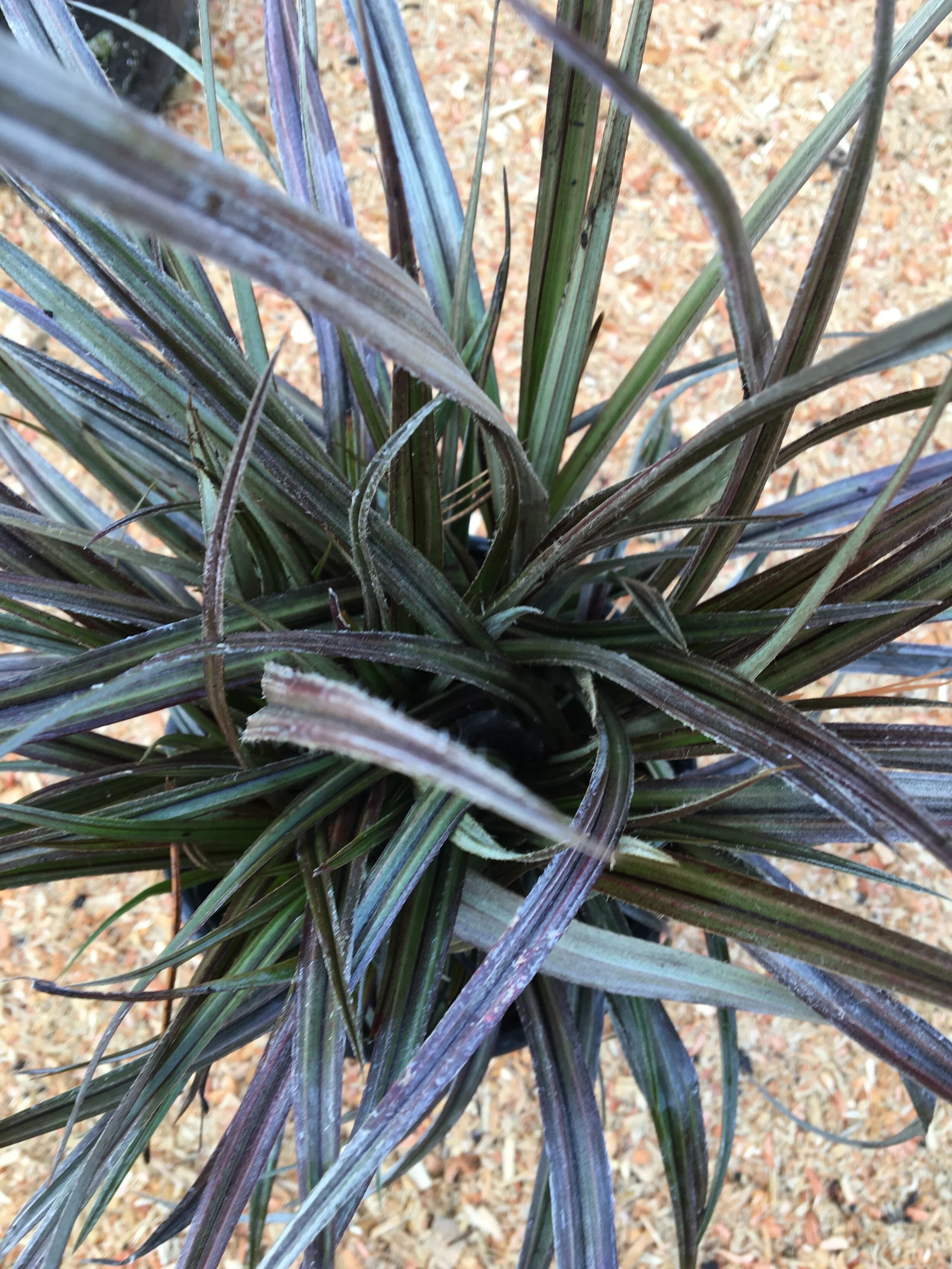 Phormium cookianum 'Emerald Green' Dwarf Mountain Flax | plantz.co.nz