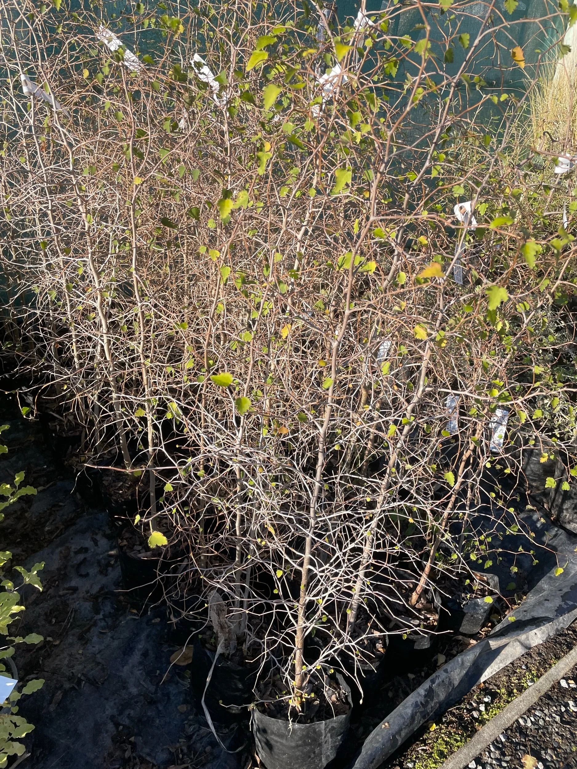 Native Trees Christchurch | Native Plants Canterbury, NZ | plantz.co.nz