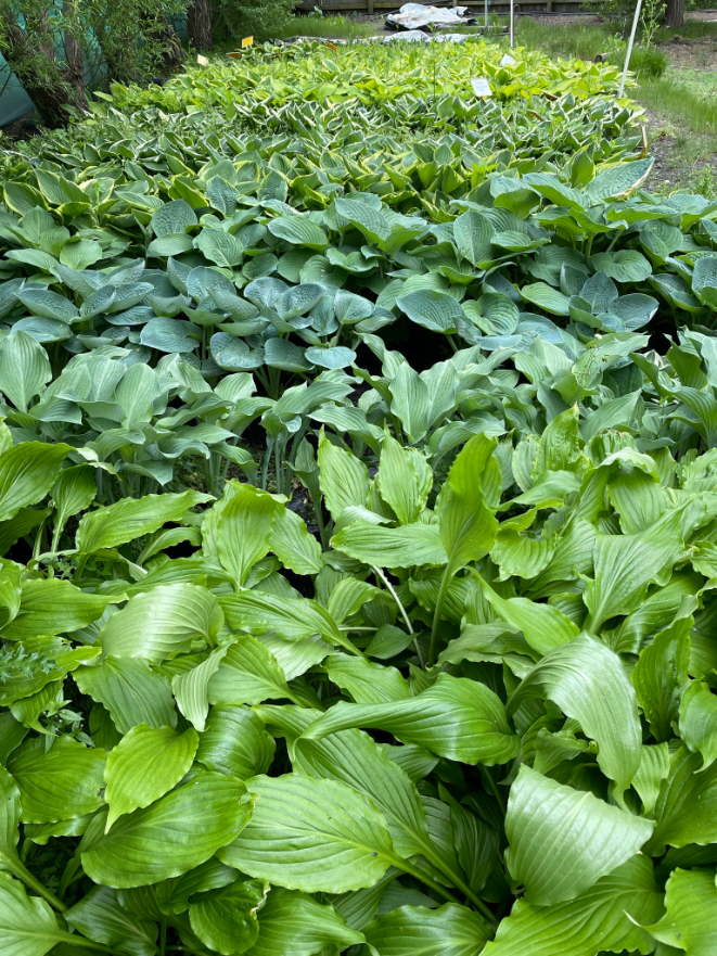 Plant Nursery Christchurch | Wholesale Plants NZ Wide