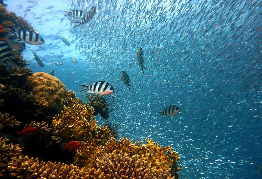 Marine Life Awareness — Immerse Underwater Safari