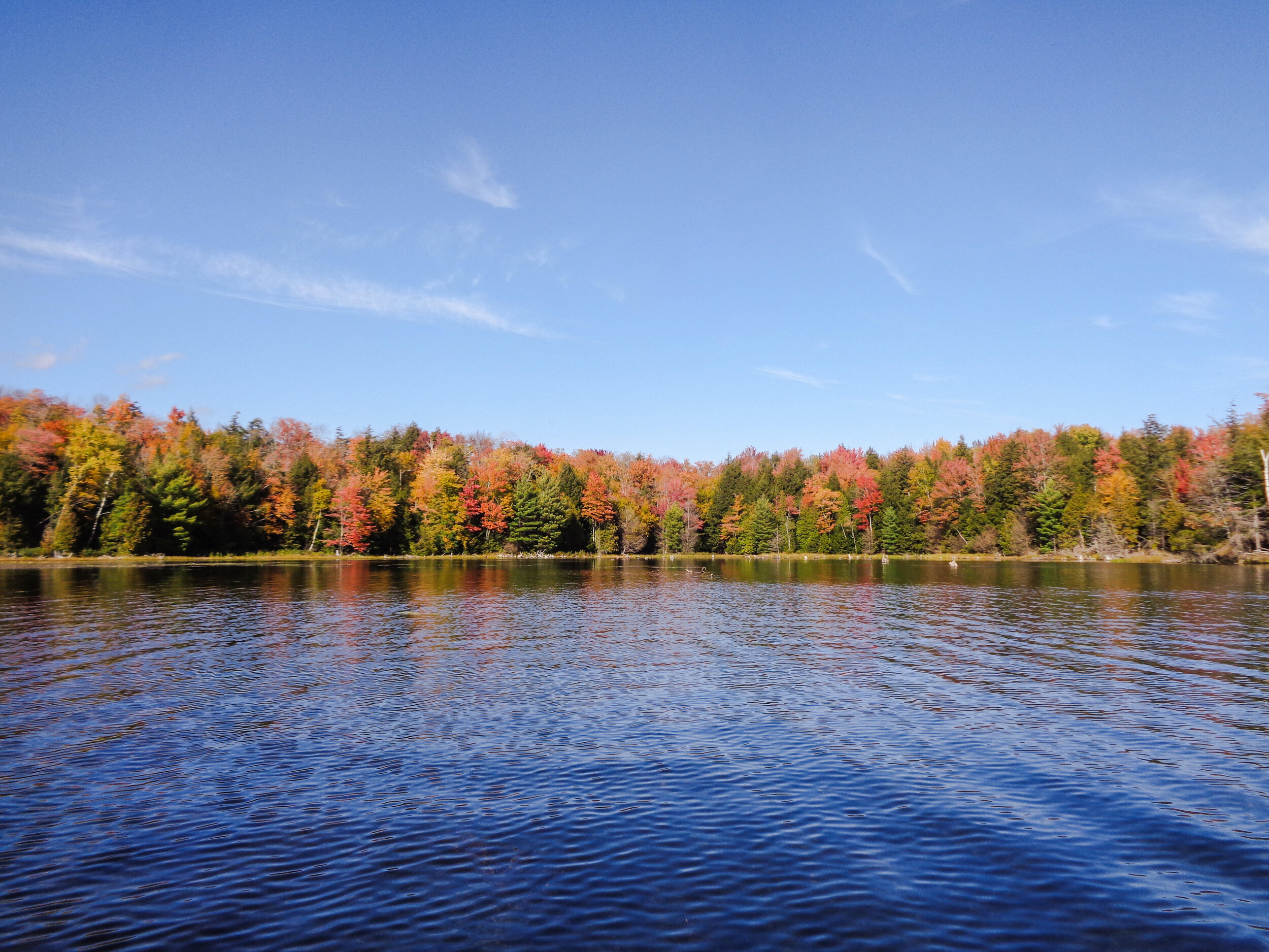 Fall foliage — Blooming Magnolias Blog