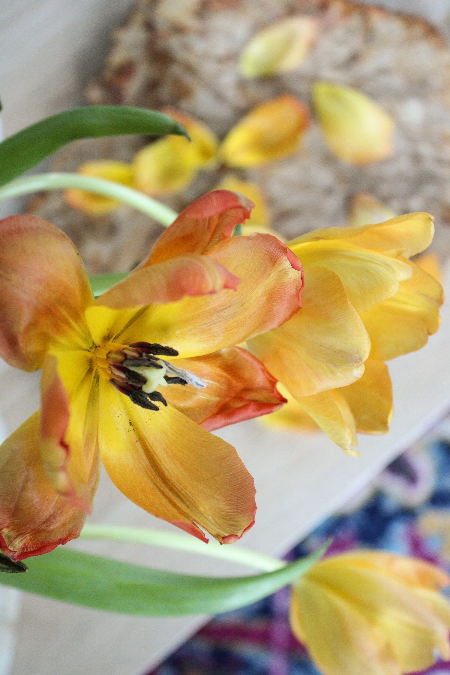 5 Things That Bring Me Joy This Week Blooming Magnolias Blog 5-things-that-bring-me-joy-this-week-blooming-magnolias-blog