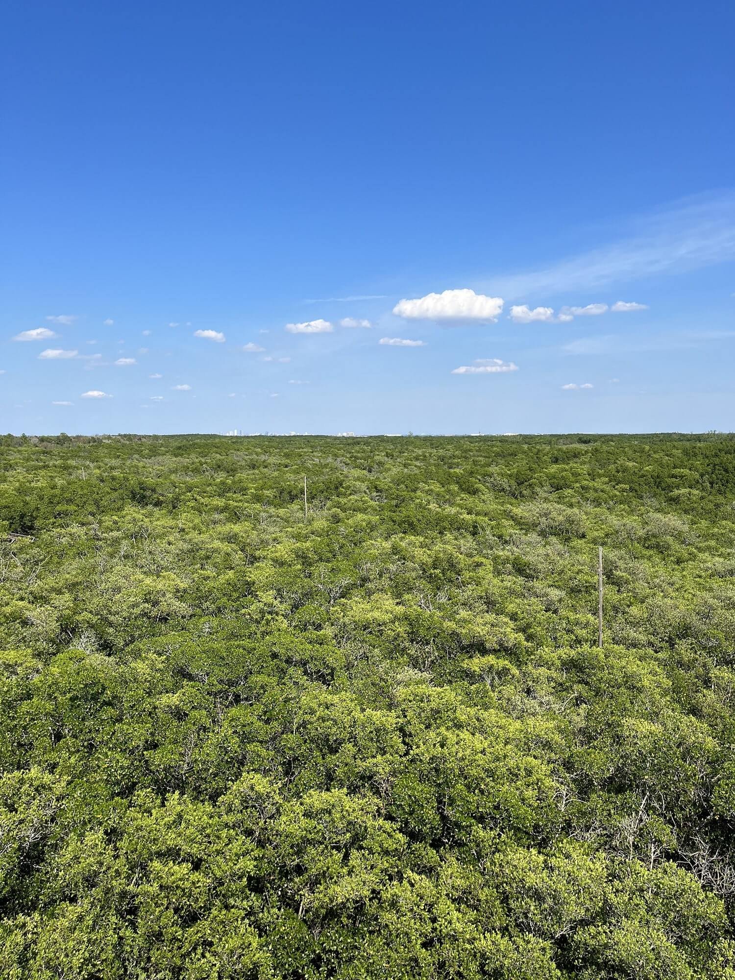 5 things that bring me joy this week — Blooming Magnolias Blog