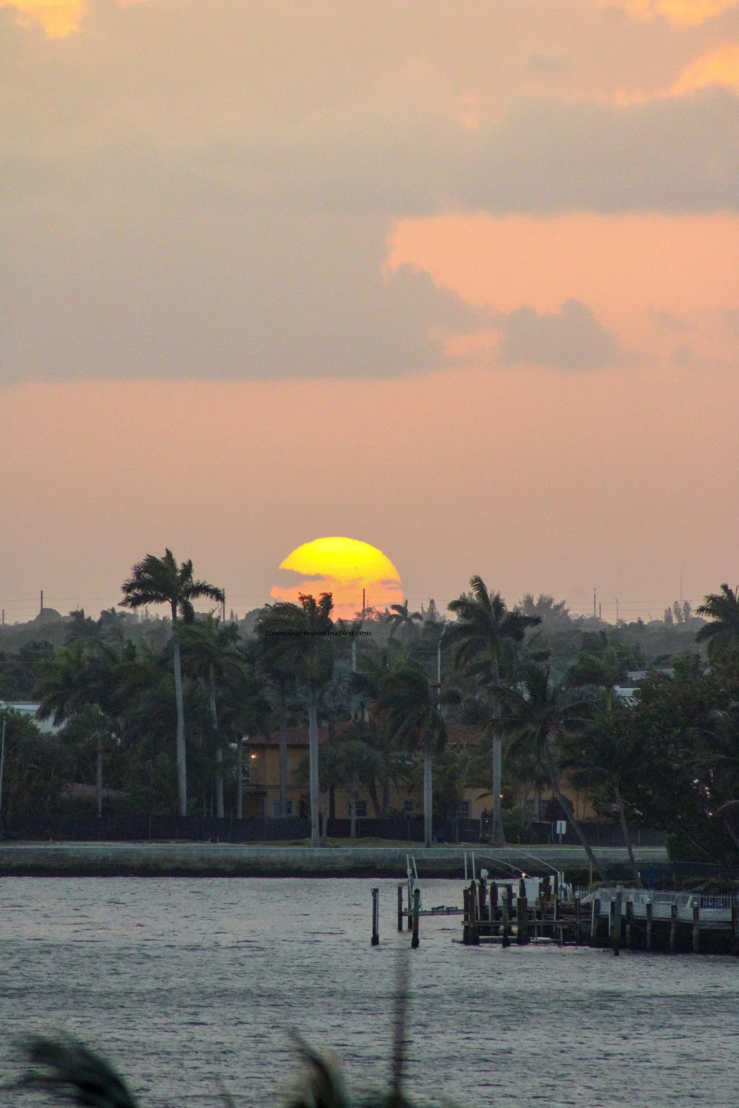 5 things that bring me joy this week — Blooming Magnolias Blog