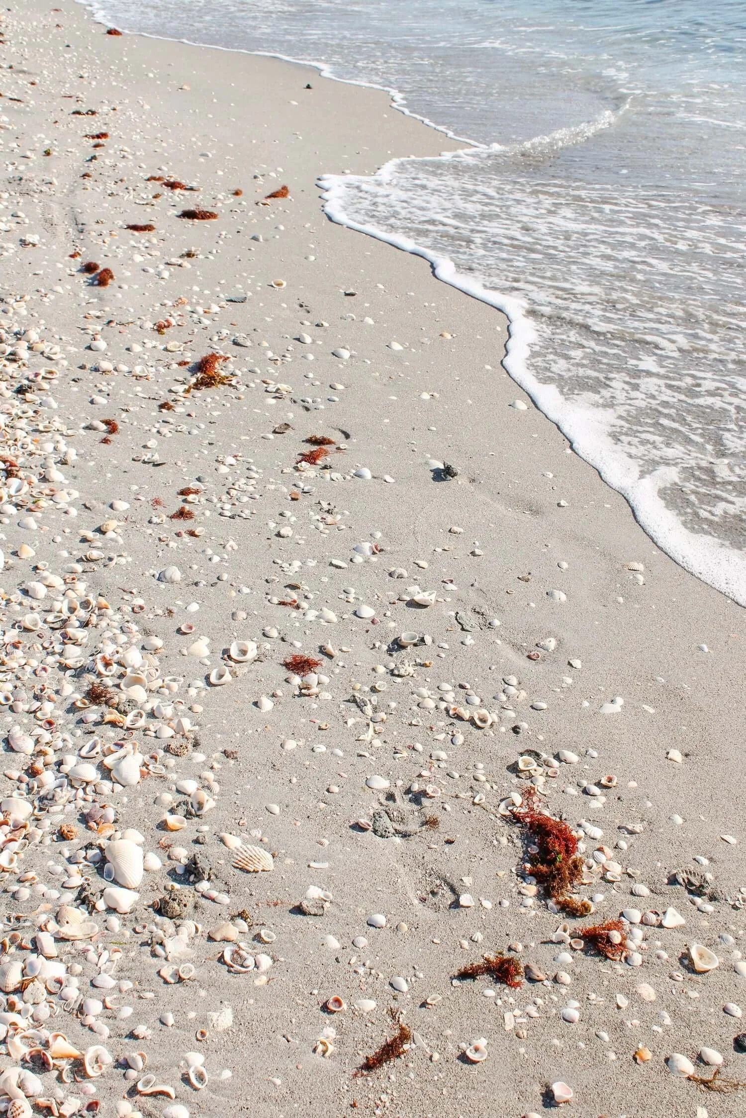 Caspersen Beach Park in Venice, FL — Blooming Magnolias Blog