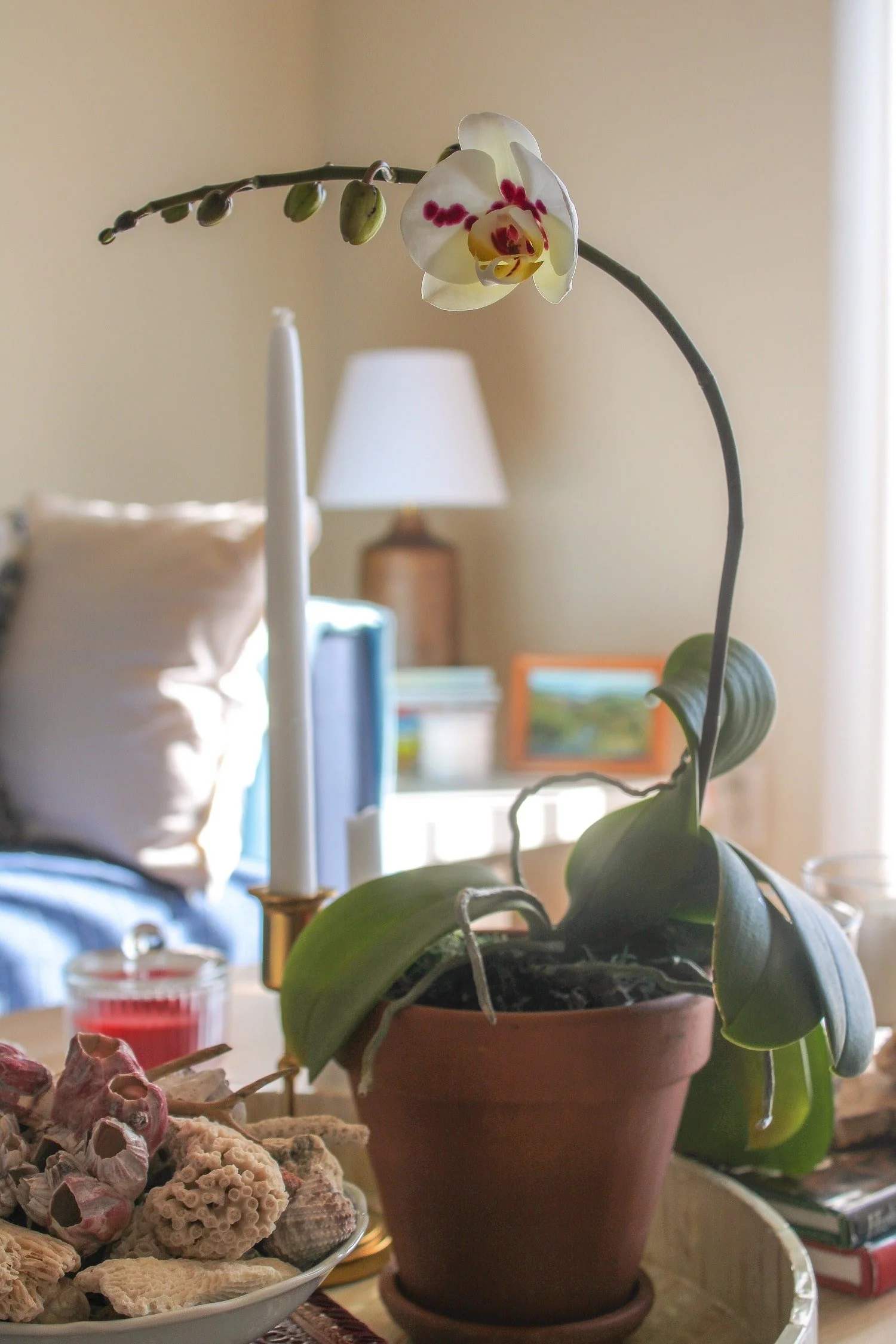 5 things that bring me joy this week — Blooming Magnolias Blog