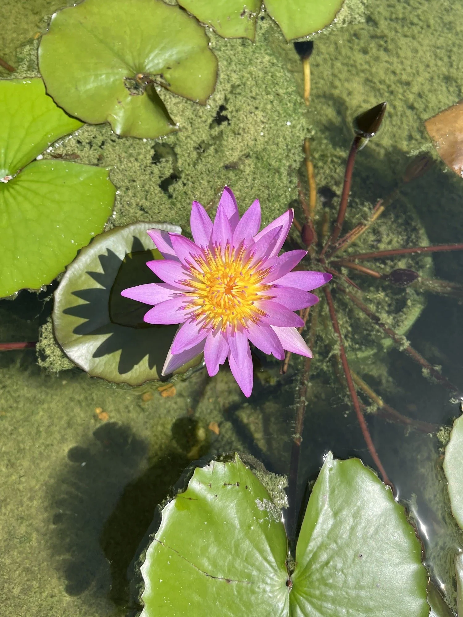 5 things that bring me joy this week — Blooming Magnolias Blog