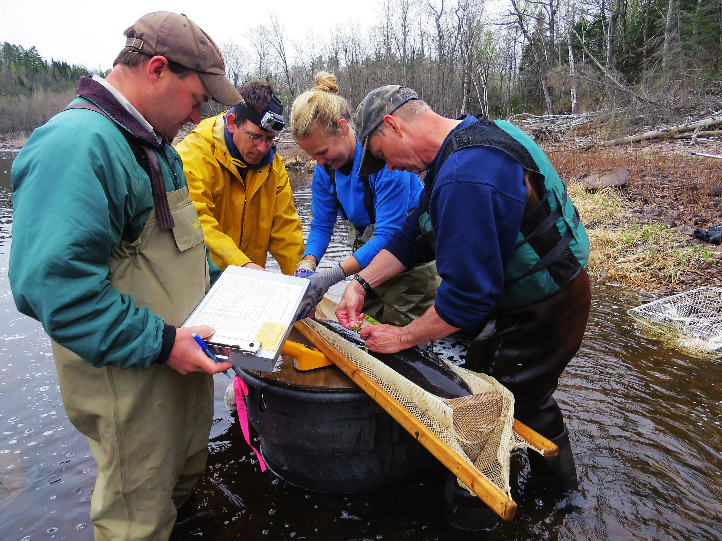 Sturgeon Monitoring - St. Louis River Alliance