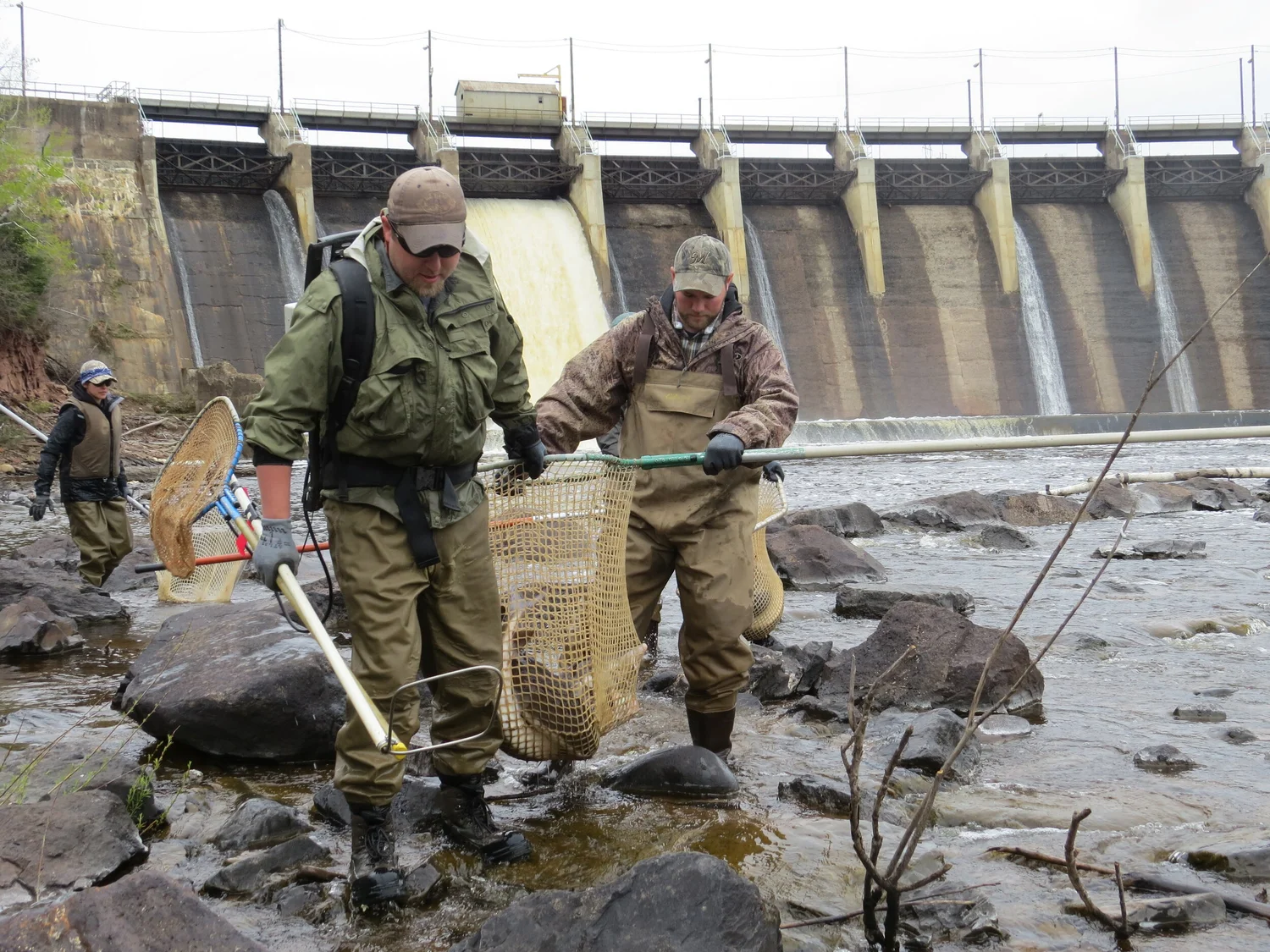 Sturgeon Monitoring - St. Louis River Alliance