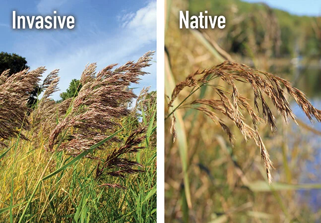 AIS Phragmites Control - St. Louis River Alliance