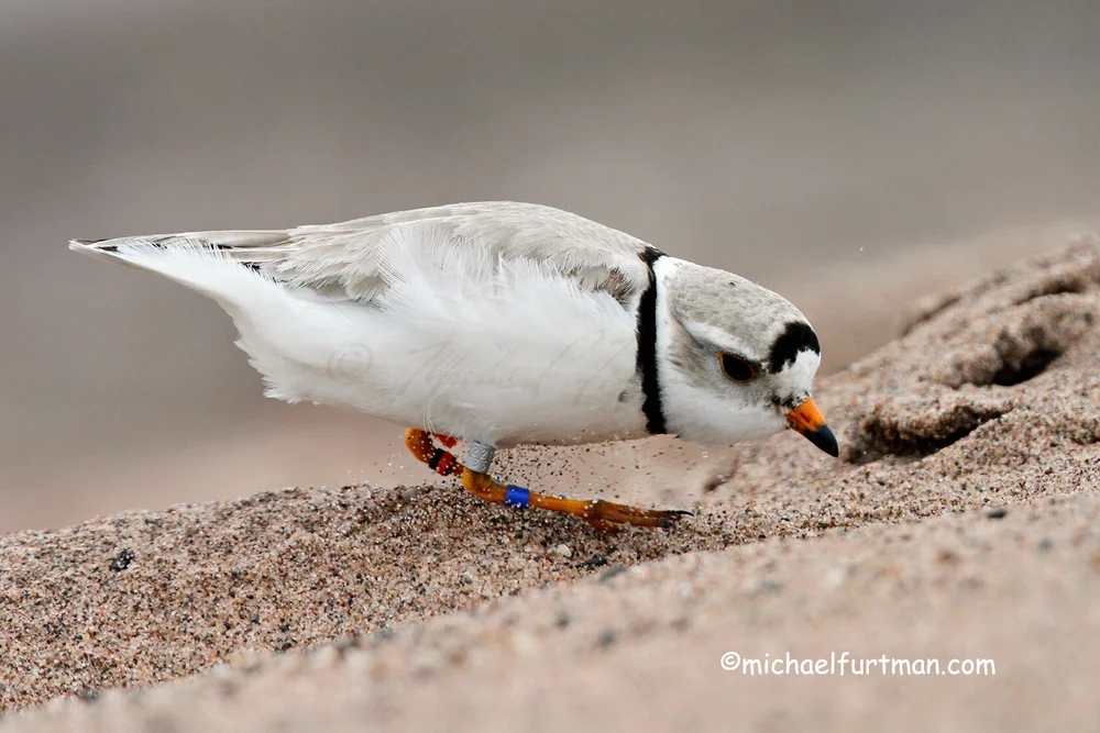 Piping Plover Project - St. Louis River Alliance