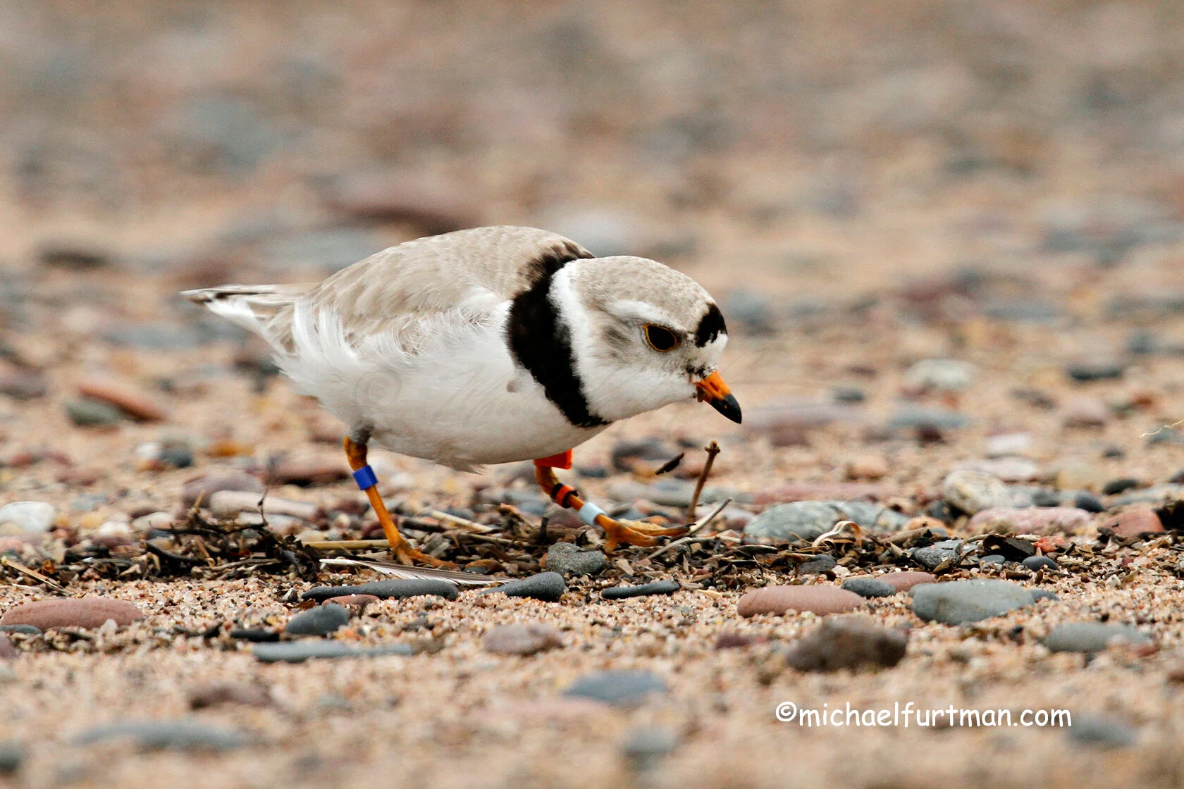 Piping Plover Project - St. Louis River Alliance