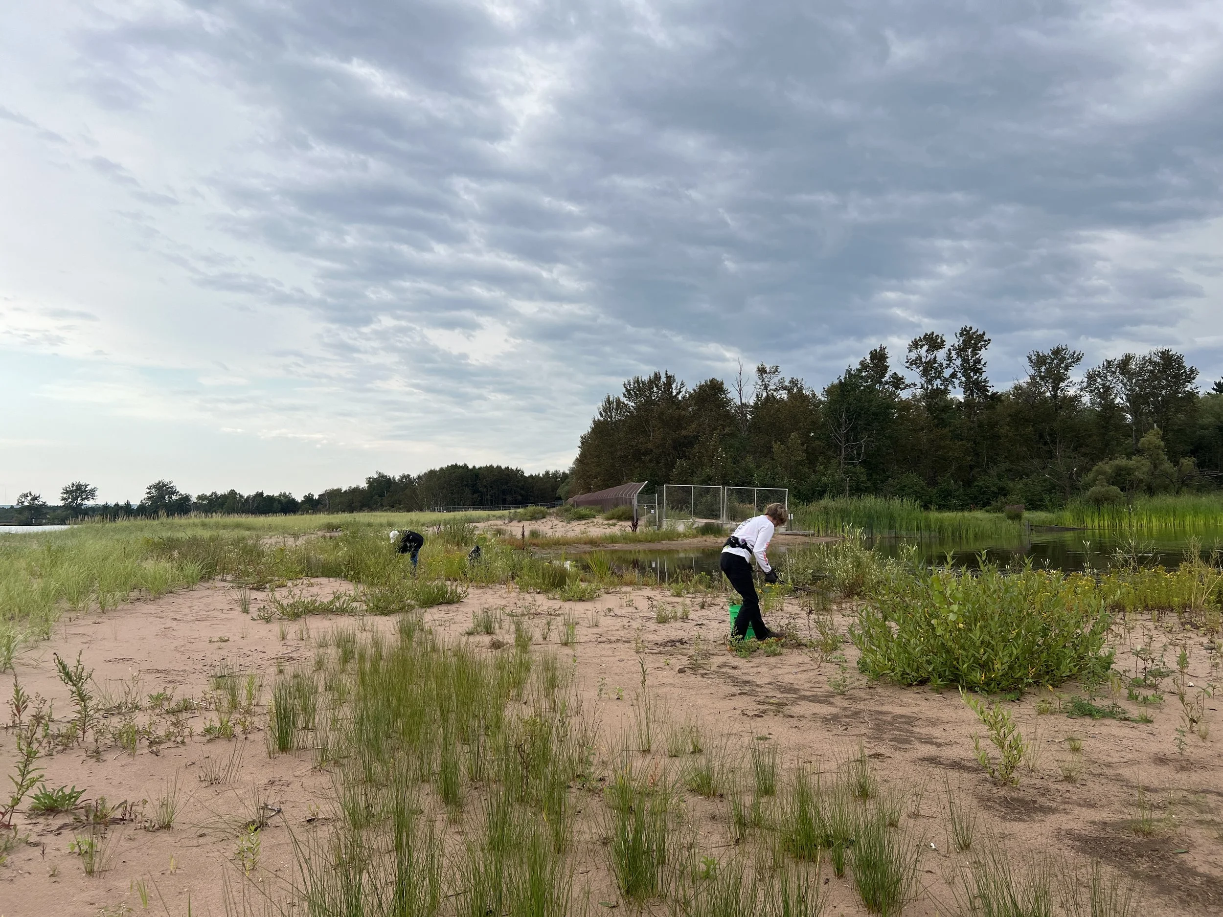 Thank you volunteers!! Piping Plover habitat improvements on Wisconsin ...