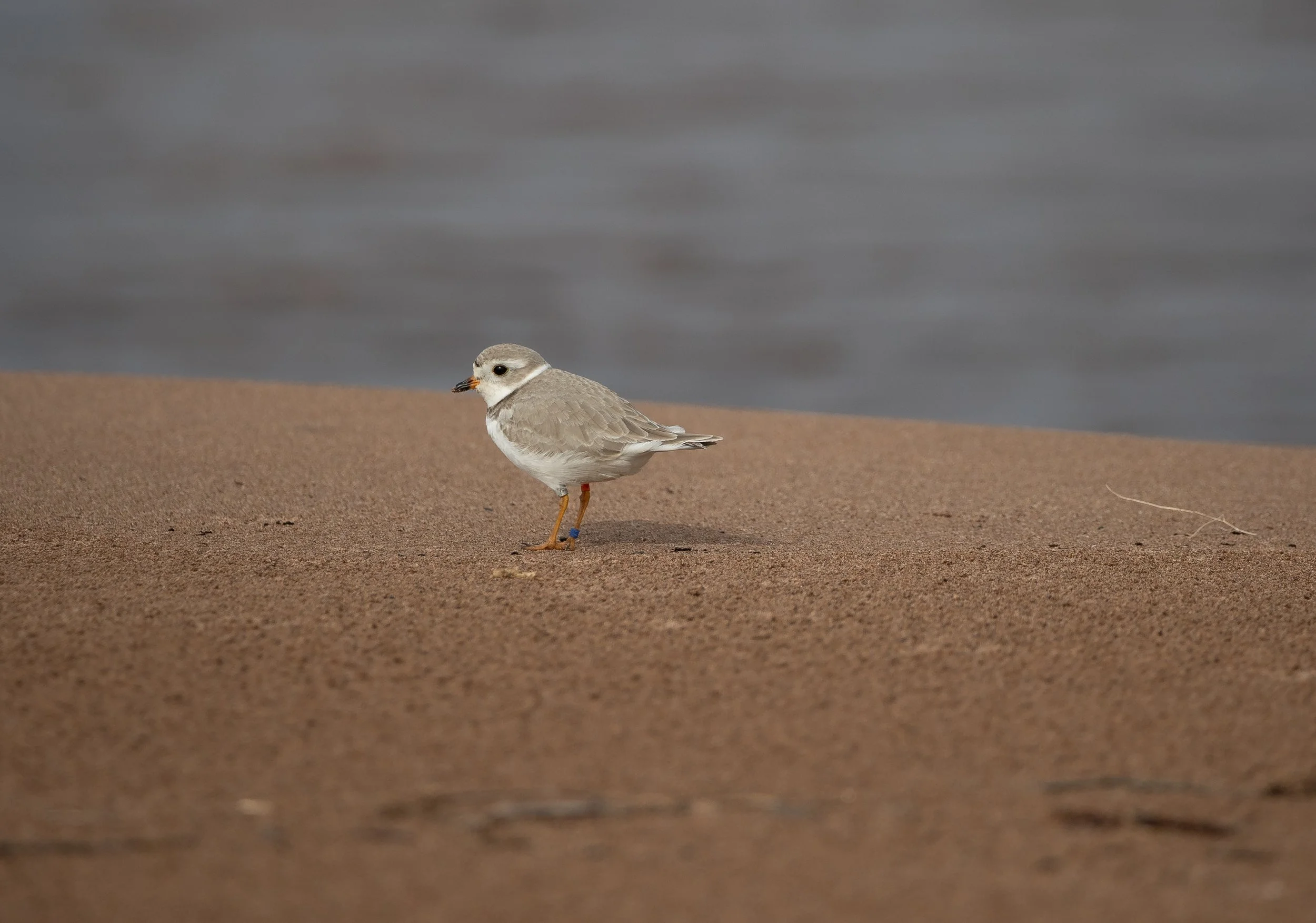 Piping Plover migration season has begun! (May 1 - June 30) - St. Louis ...
