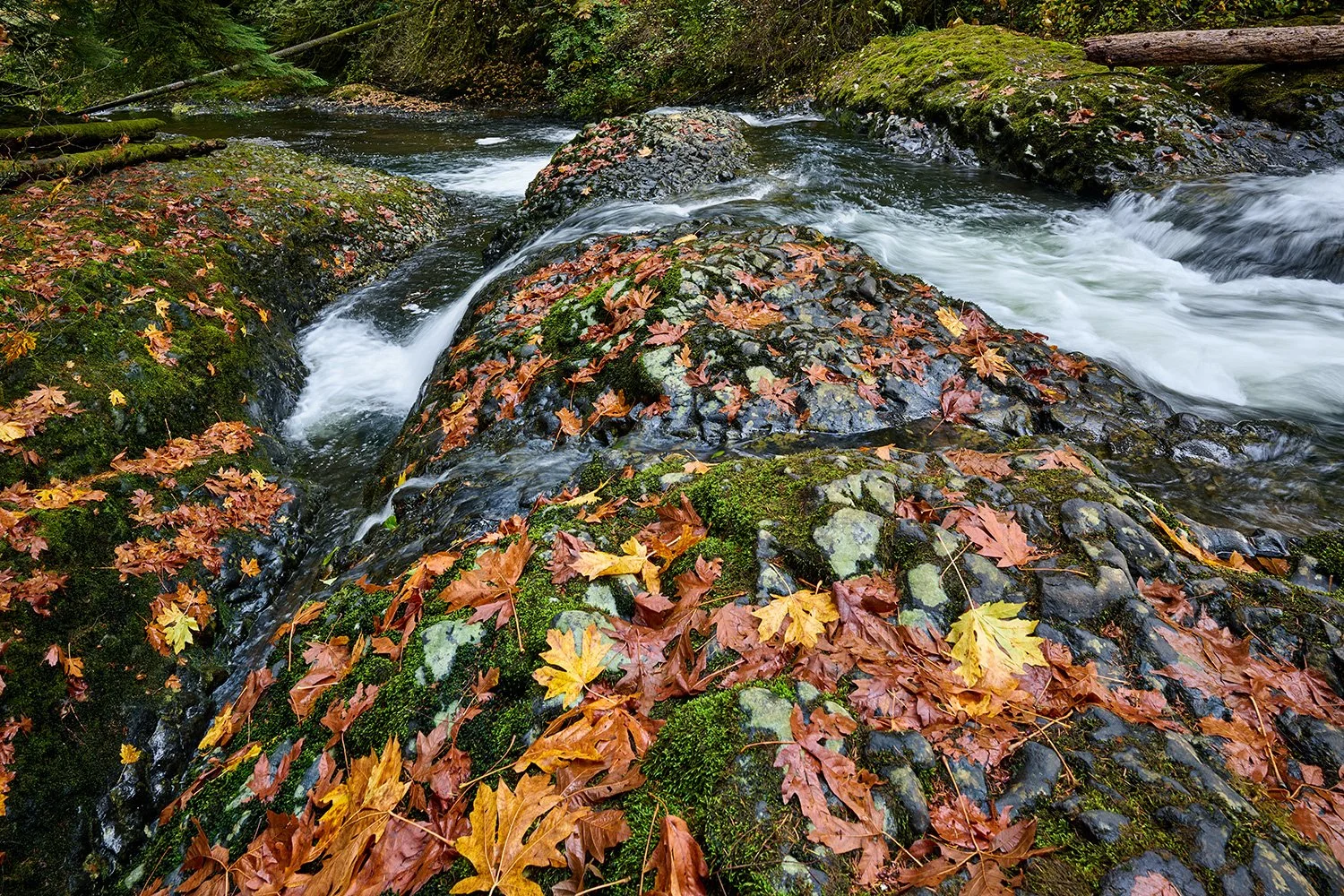 Autumn Colors in Silver Falls State Park, Oregon — Duncan Neilson